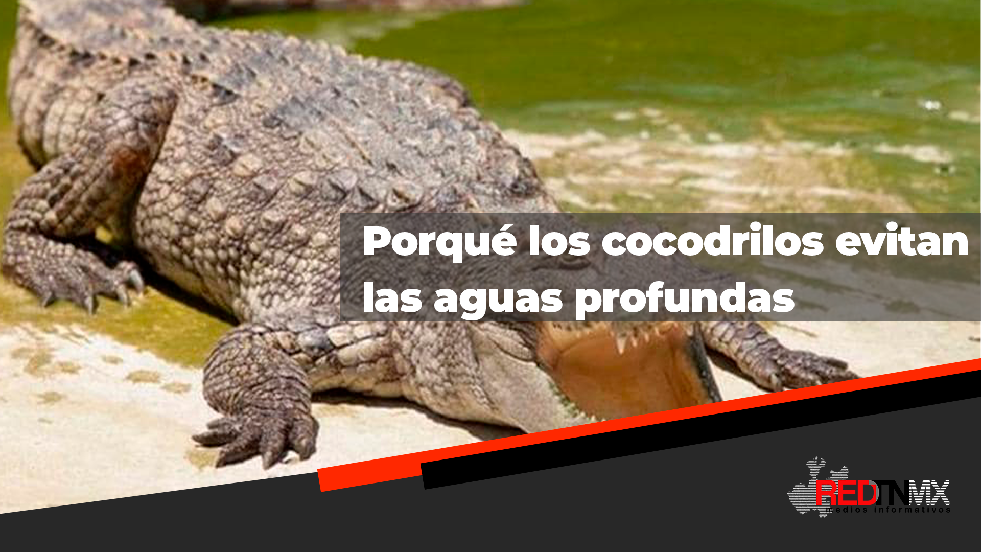 ¿Por qué los cocodrilos no pueden vivir en aguas profundas? Un nuevo ...