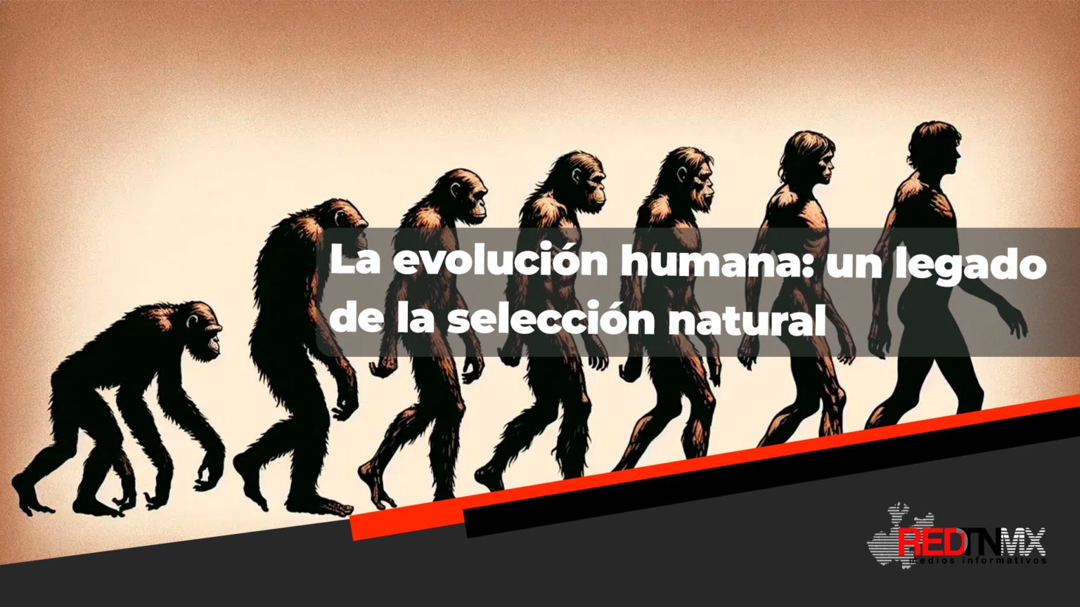 La Evolución Humana Según La Teoría De Darwin | REDTNJalisco