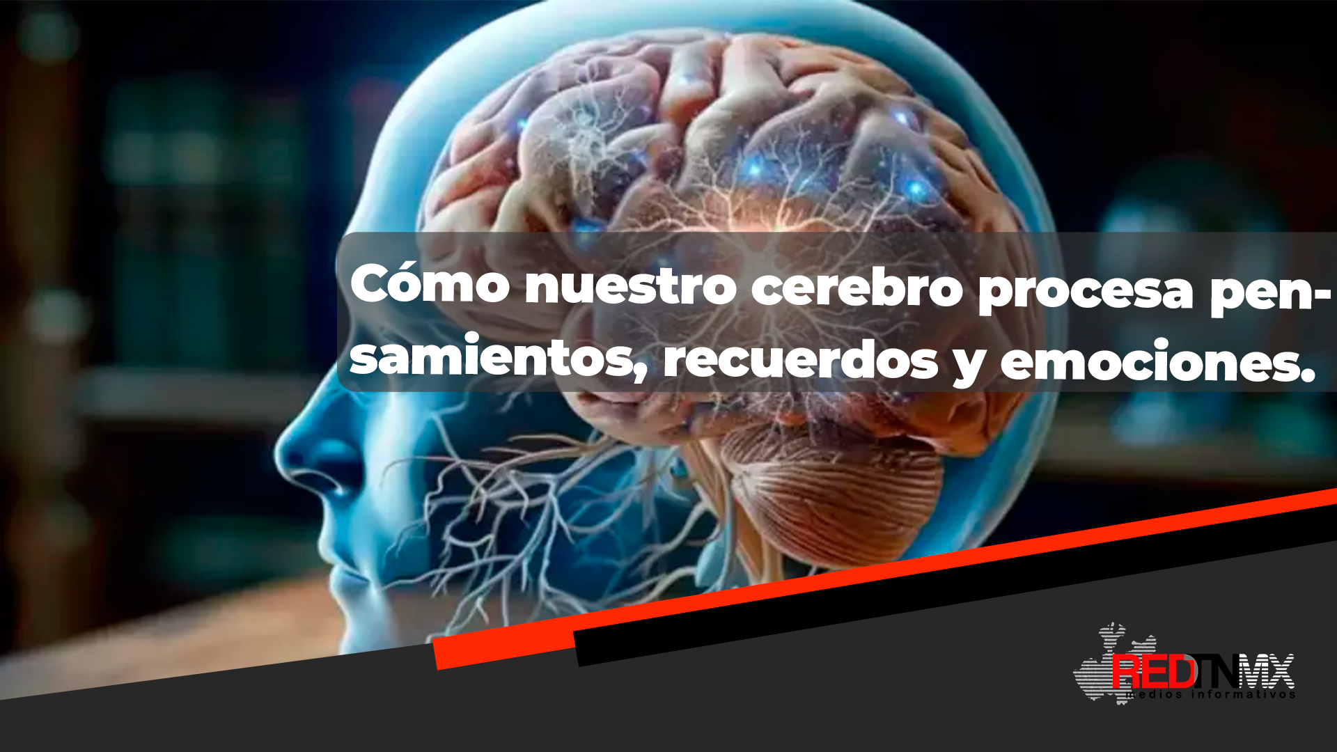 La neurociencia cognitiva: Entendiendo el cerebro y sus procesos ...