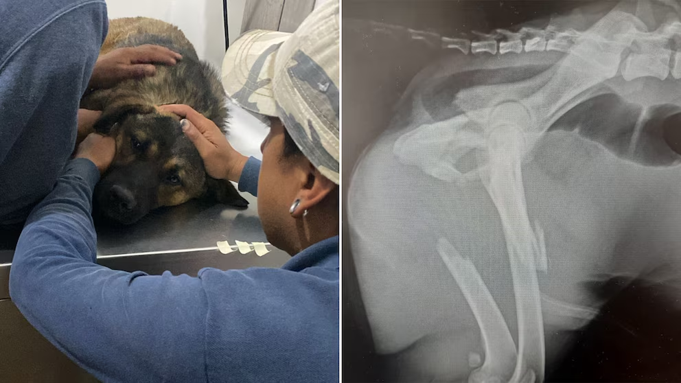 La Historia De “Cosmo”, El Perro Callejero Que Fue Pateado Hasta ...