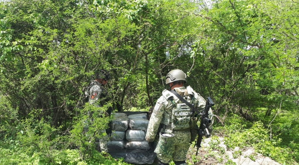 Aseguran 320 Kilos De Marihuana Ocultos Entre Huizaches En Zapopan | REDTNJalisco