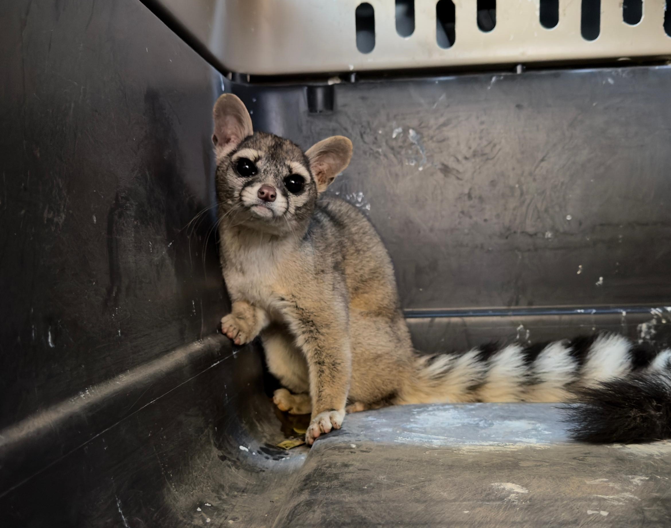Rescatan y liberan cacomixtle en Tlajomulco tras reporte al C5 Jalisco ...